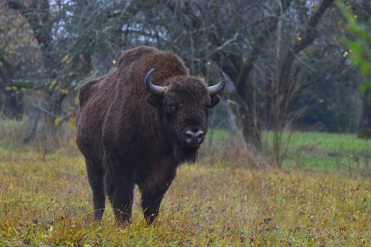 Żubr ratuje? Ratuj żubra! Myąliwi nadal zabijają największe polskie ...