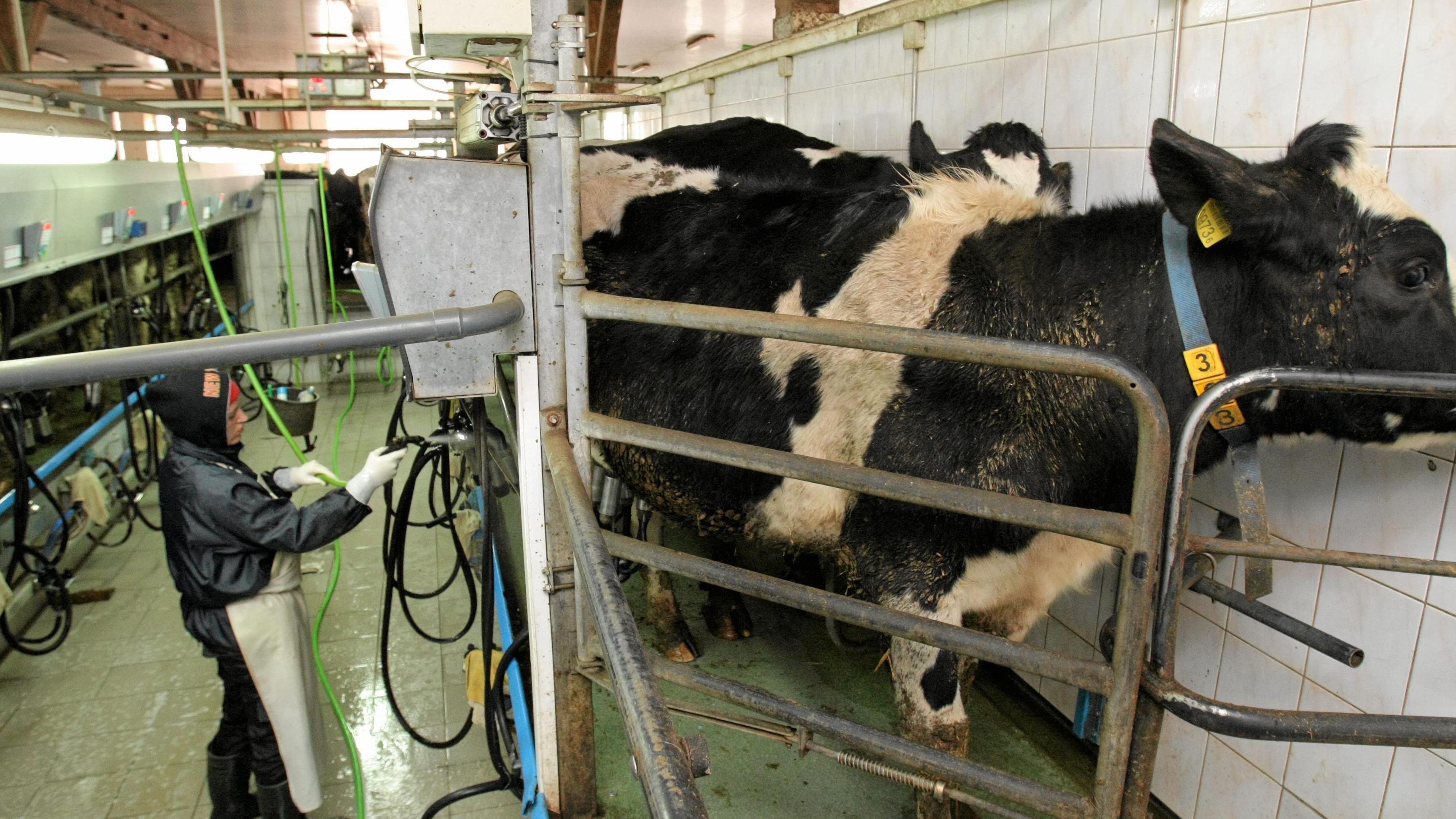 Krowy polskie, czyli przewodnik po hodowli cierpienia - OKO.press