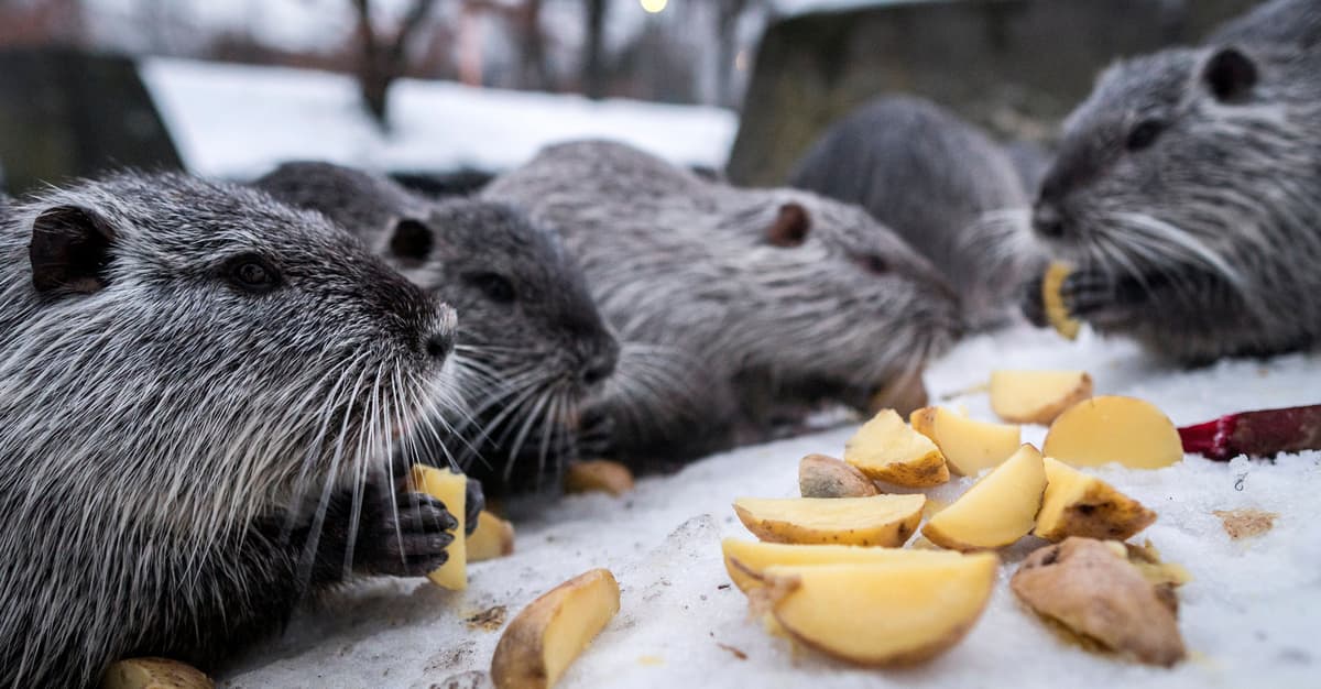 Nutrie na sprzedaż. Handel kwitnie i generuje kłopoty - OKO.press