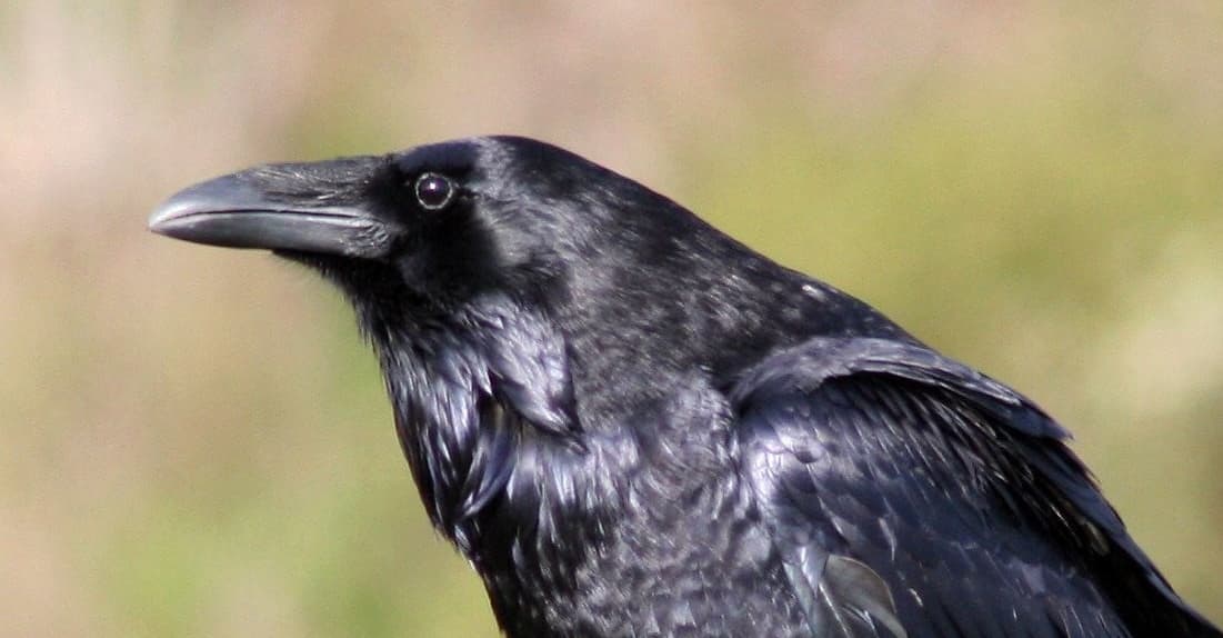 Historyczna deklaracja. Świadomość mogą mieć nawet muchy - OKO.press