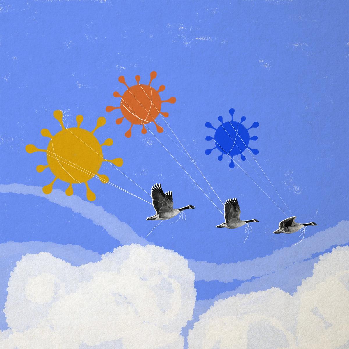 Czy ptasia grypa wywoła kolejną pandemię wśród ludzi? - OKO.press