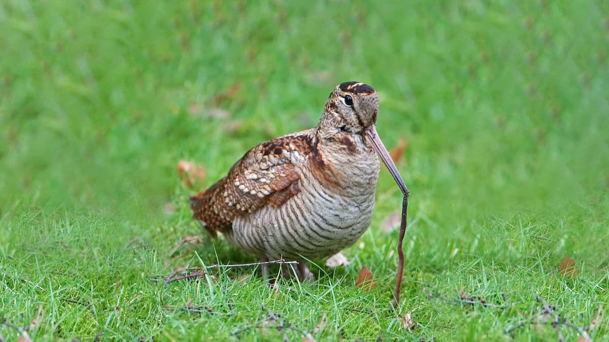 Słonka służy myśliwym za żywą lotkę. "Strzela się do niej dla zabawy ...