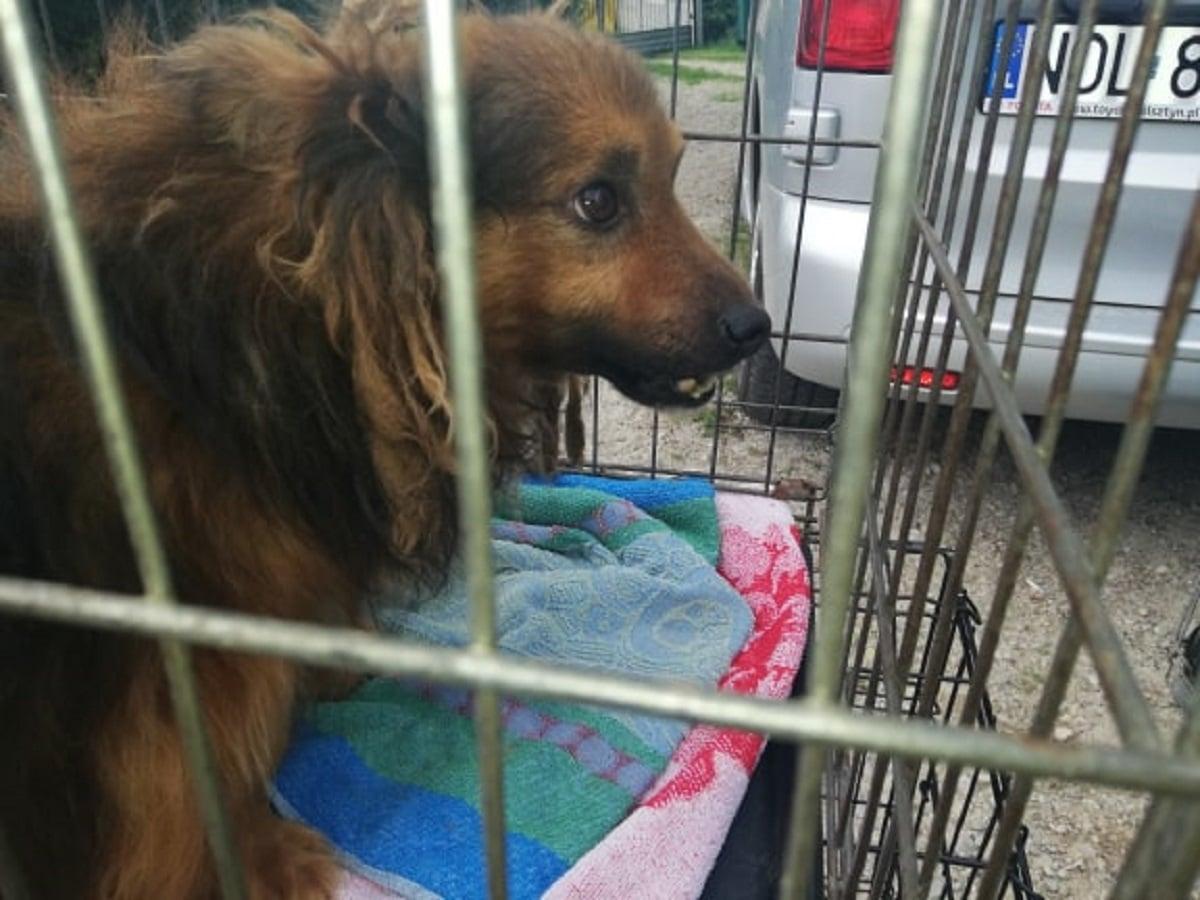 Pies z odgryzioną szczęką, inny zmumifikowany. Trwa interwencja w ...