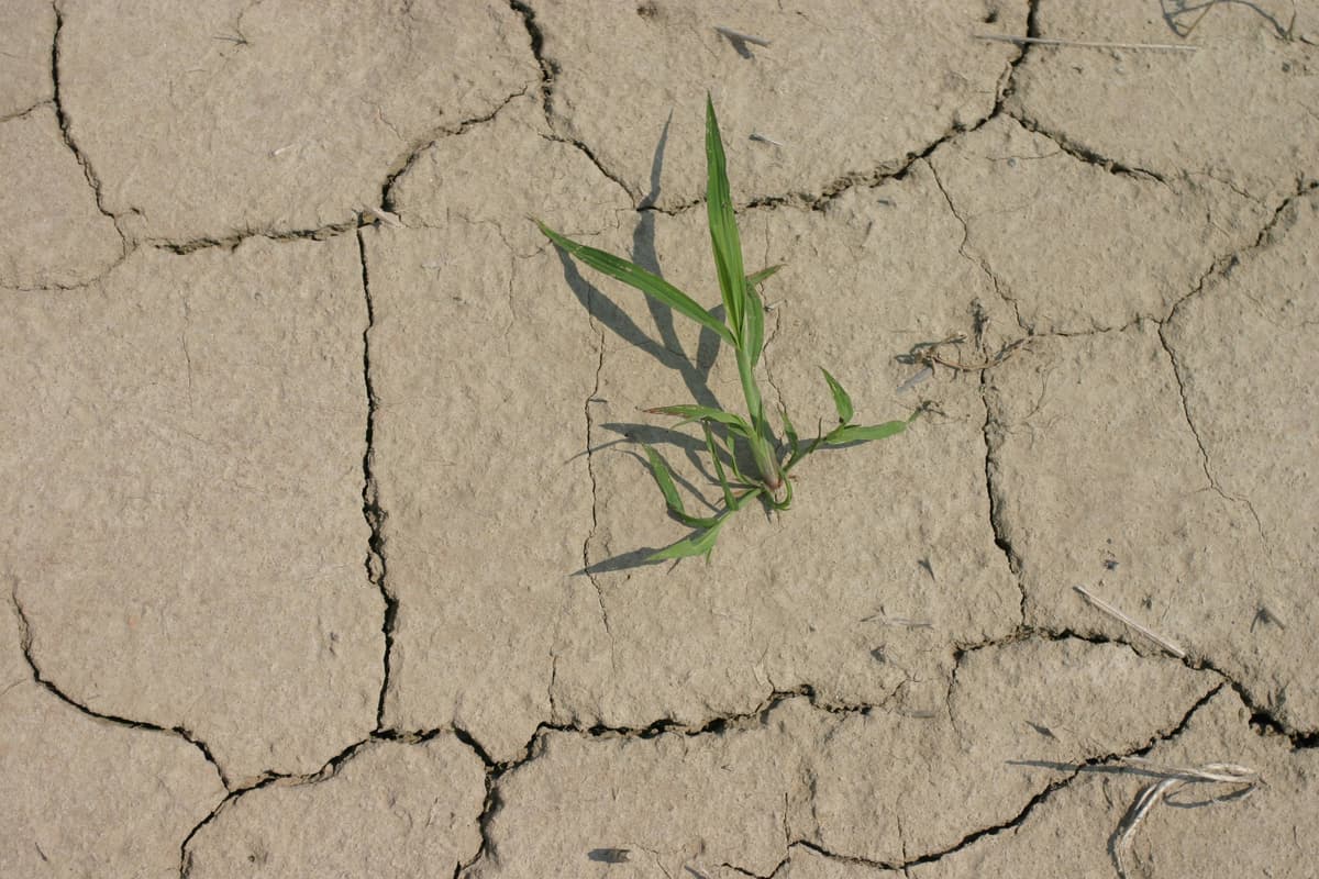 Susza. W jeziorze widać popękane dno, a w kranach brakuje wody - OKO.press