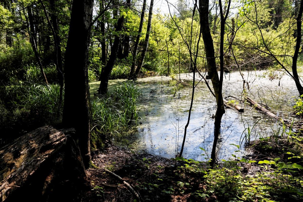 Wojna o Nature Restoration Law. Tusk jest przeciw, a kto za? - OKO.press