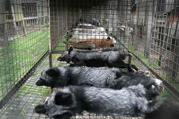 Wstrząsające odkrycie. 170 martwych lisów na fermie pod Krotoszynem OKO ...