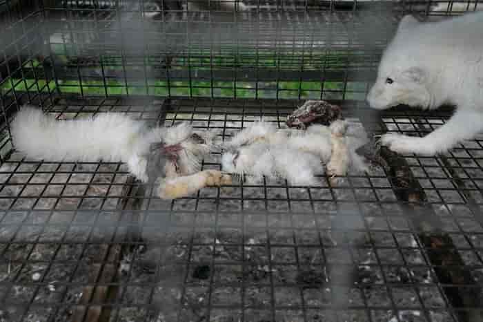 Wstrząsające odkrycie. 170 martwych lisów na fermie pod Krotoszynem OKO ...